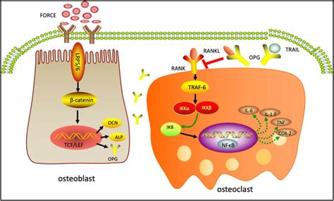 Artesunate Promotes Bone Remodeling Through Traf6 Mediated Nf κb Signaling Under Orthodontic