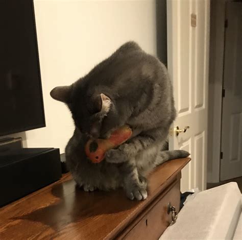 My Cat Getting High On Her Catnip Pipe Rfunny
