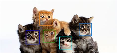 Boost The World Cat Detection Vision Ary
