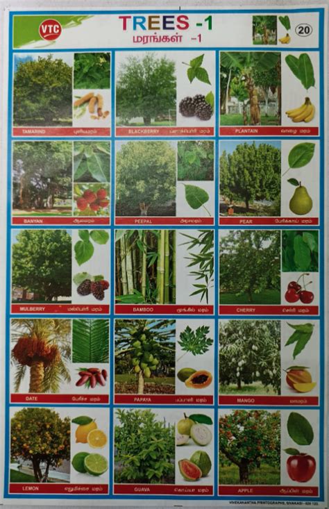 Project Chart Trees Sticker Type Rank Holder Stationery World