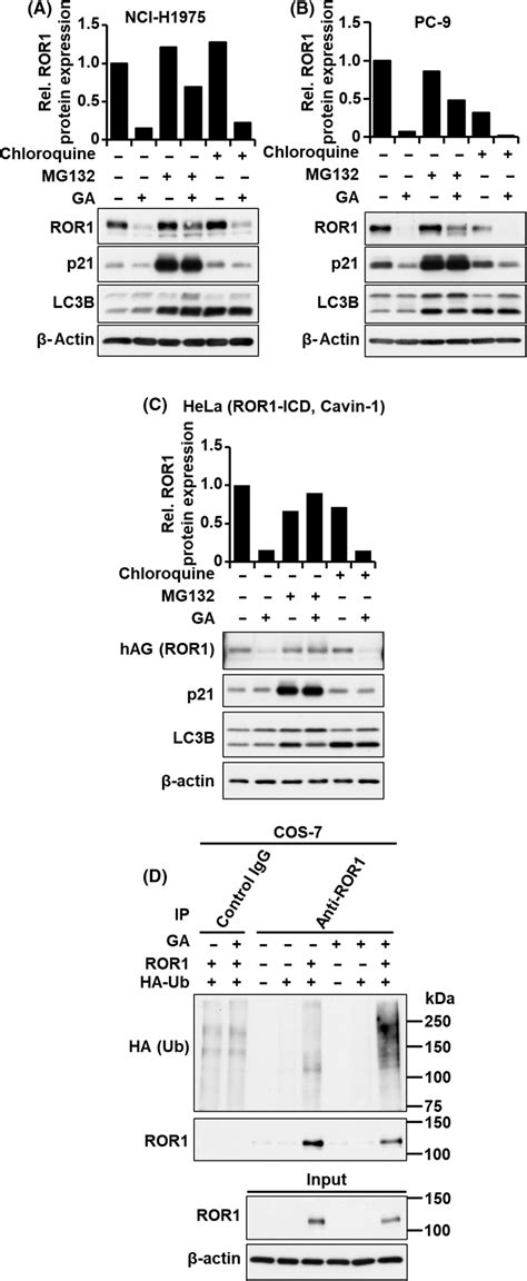 Geldanamycin Ga Degrades Ror1 Protein Through The Download