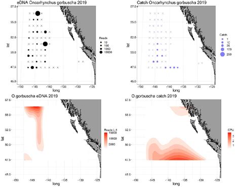 Capture And Edna Detection Location Of Pink Salmon Oncorhynchus