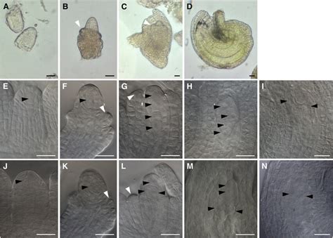 Live Microdissections And Embryological Preparations Of Sexual And Download Scientific Diagram