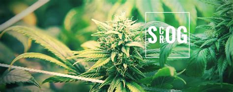 Scrog Vs Sog Which Is Right For You Zamnesia Usa