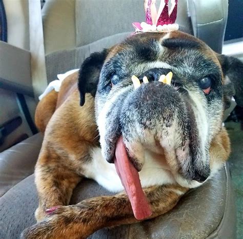 Zsa Zsa Gana El Premio A Perro Más Feo Del Mundo 2018