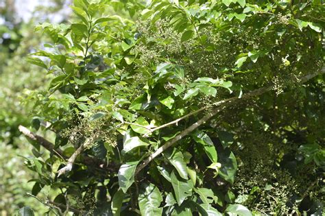 Ligustrum Sinense Eflora Of India