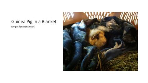 Amy Shoemaker Nature Pictures Pptx