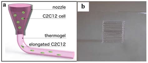 Figure 1 From Engineering Muscle Cell Alignment Through 3d Bioprinting