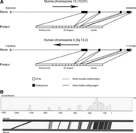 A Chromosomal Organization Of The M And Hdc Script Genes Introns