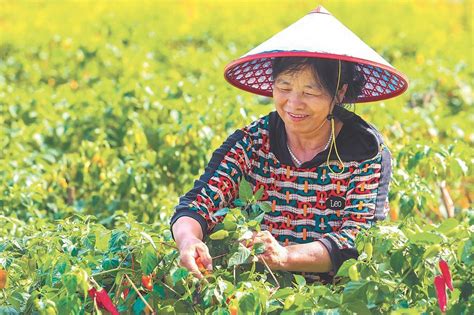 推广水稻制种 促进农业增效 中国福建三农网