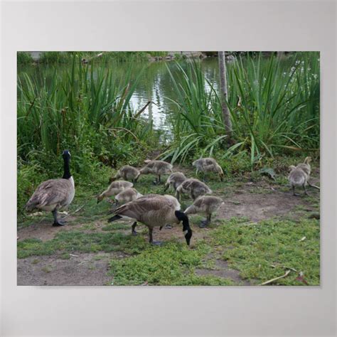 Het Poster Van Ganzen En Van Gansjes Zazzle Nl