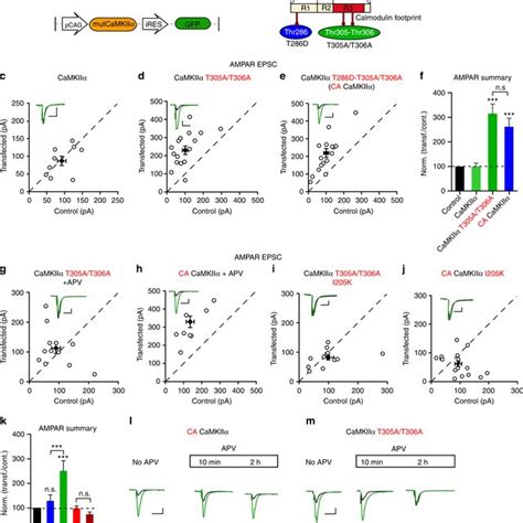 Examples Of Evolution Of Patterns In The Gierer Meinhardt Model Under Download Scientific