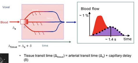 The Anatomy Of Auditory Fmri Flashcards Quizlet