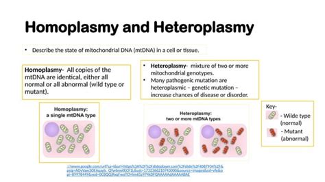 Mitochondrial Dna Inheritance Ppt12 Pptx