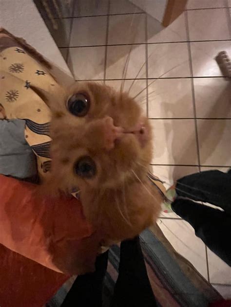 Big Snoot Cannot Compute In 5 Ronebraincellorange