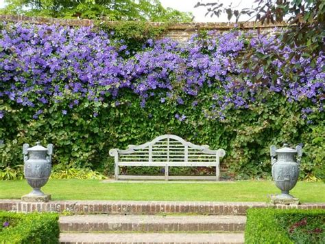 Les Plantes Grimpantes Les Plus Belles Pour Jardin Et Balcon