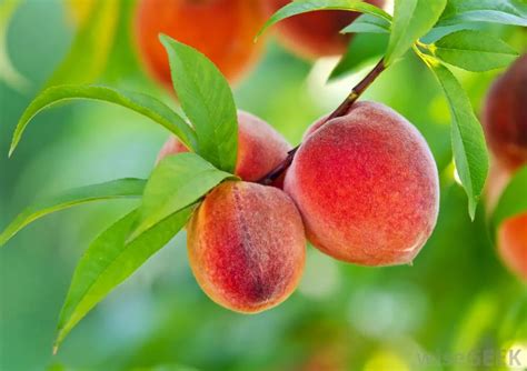 Peach Pruning Tips