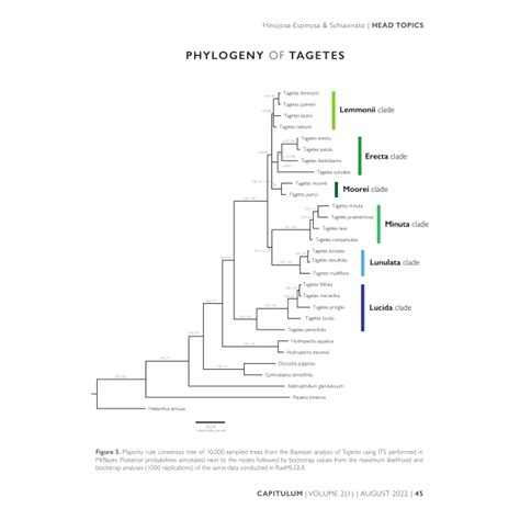 Majority Rule Consensus Tree Of 10000 Sampled Trees From The Bayesian Download Scientific