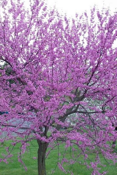 Buy Flamethrower Redbud Tree Free Shipping 5 Gallon Pot
