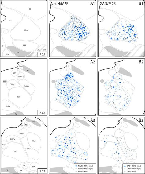 Distribution Of M2r Labeled Neurons Using A Computer Based Atlas Of