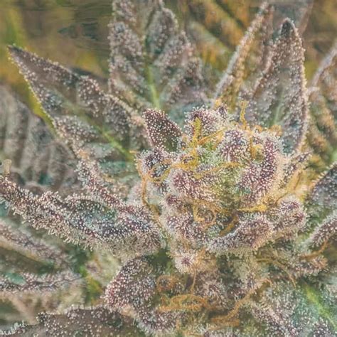 Autoflowering Cannabis Seeds Bud Champion