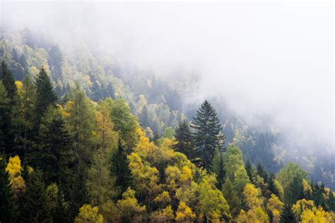 フリー写真 霧のかかる山の木々の風景でアハ体験 Gahag 著作権フリー写真・イラスト素材集