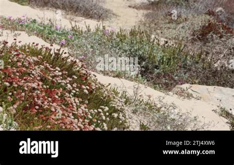 Dune Development Stock Videos And Footage Hd And 4k Video Clips Alamy