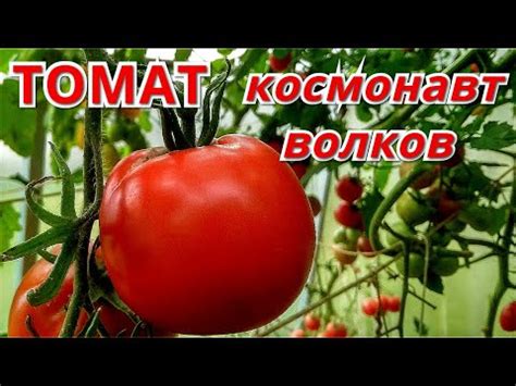 Томат КОСМОНАВТ ВОЛКОВ. - YouTube