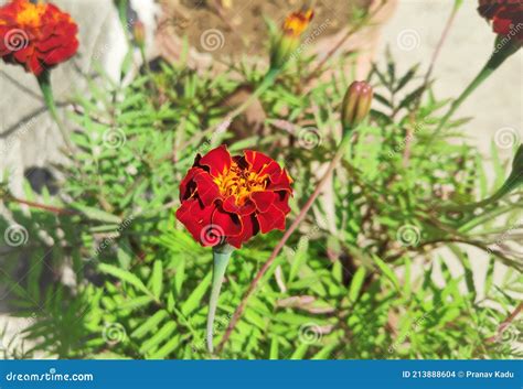万寿菊花在阳光 库存照片 图片 包括有 野花 花瓣 叶子 工厂 大草原 绽放 本质 万寿菊 213888604