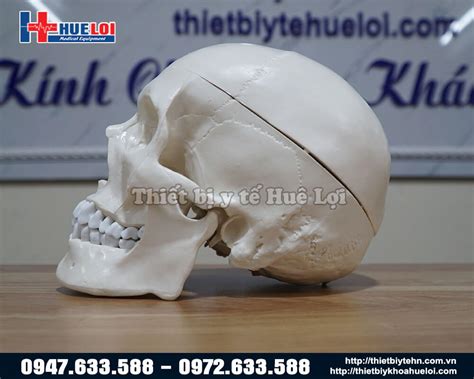 Mô Hình Giải Phẫu Hộp Sọ Và Não Bóc Tách được Các Chi Tiết