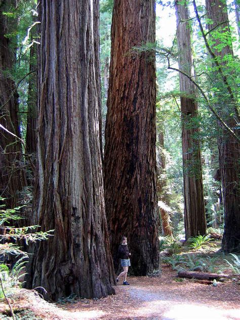 Tallest Redwood Tree