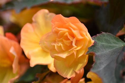Orange Begonia Flowers Stock Image Image Of Makro Orange 269586561