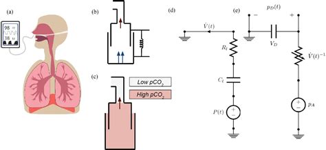 Figure 1 From Model Based Estimation Of Respiratory Parameters From Capnography With