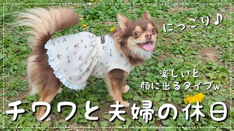 1歳チワワと暮らす夫婦の休日vlog パン屋さんとドッグラン♪【チワワ】【チョコタン】 Youtube