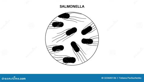 Salmonella Typhimurium Cells Cartoon Vector 323685447
