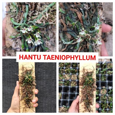 Anggrek Hantu Taeniophyllum Dewasa Lazada Indonesia