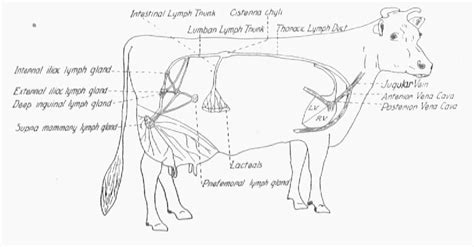 Figure 18 From The Structure Of The Cows Udder Semantic Scholar