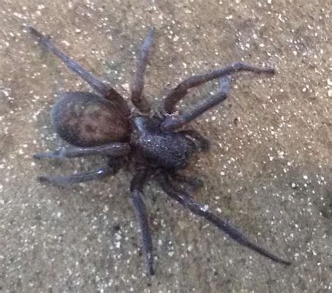 Hacklemesh Weaver Spiderzrule