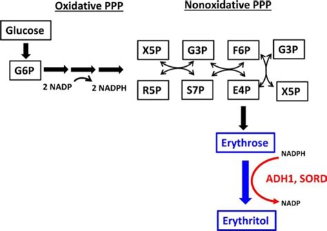 Unexpected Roles For Adh1 And Sord In Catalyzing The Final Step Of