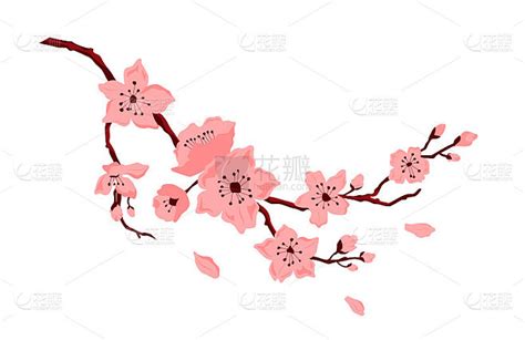 樱花开花。有花有芽的樱桃枝。花瓣下跌。