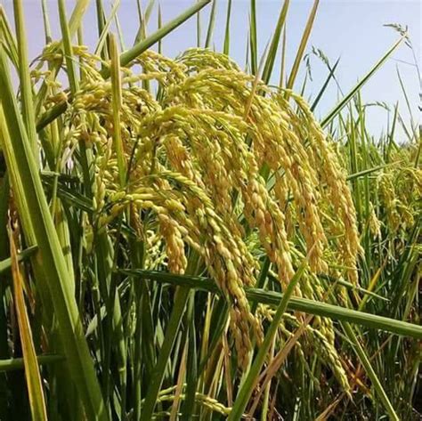 برنجی کوردی ئاکرێ