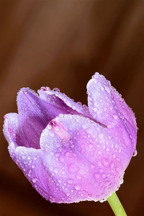 تحميل صور خلفيات أجمل خلفيات موبايل Mobile Wallpapers