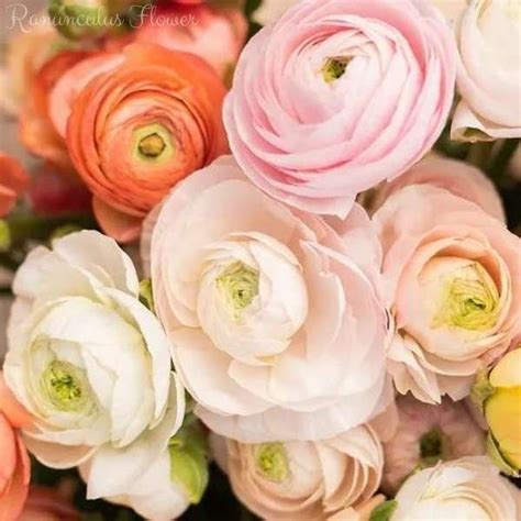 The Meaning And Symbolism Of The Ranunculus Flower