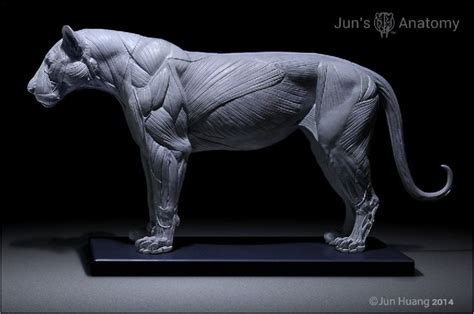 Lion Anatomy Model 16th Scale Flesh And Superficial Muscle Juns