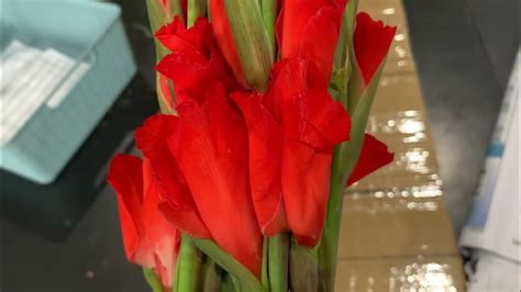 라스 빨강 생화 꽃집 꽃집창업 꽃값 온라인꽃시장 온라인꽃도매 인터넷꽃시장 인터넷꽃도매 서울꽃시장 꽃농장 꽃배송 생화배송 생화도매 생화택배 꽃배달 생화배달 생화주문 생화부케