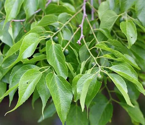 Hackberry Tree Forestry Com