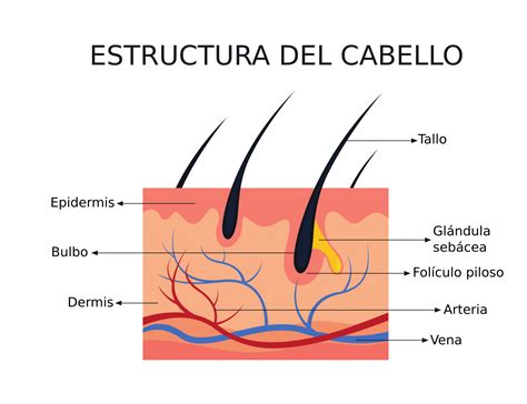 El Cabello Parte I Rueber Centro Capilar