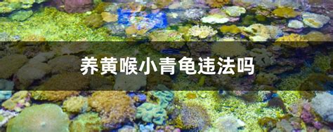 养黄喉小青龟违法吗 鱼百科