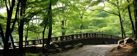 울창한 나무 숲을 통과하는 다리 건축학 게이트웨이 낮 배경 일러스트 및 사진 무료 다운로드 Pngtree