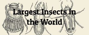 10 Biggest Insects In The World Largest Org